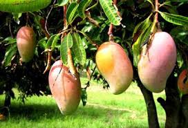 Essay: Anatomy of a mango