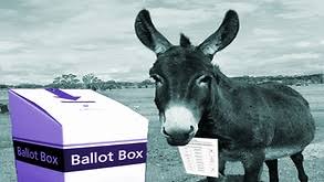 wentworth by-election - MORNING MAIL
